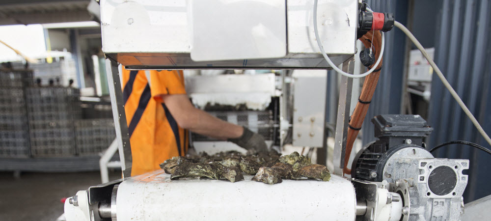 Vision Oyster Grader Machine | SED Graders | Fully Automated