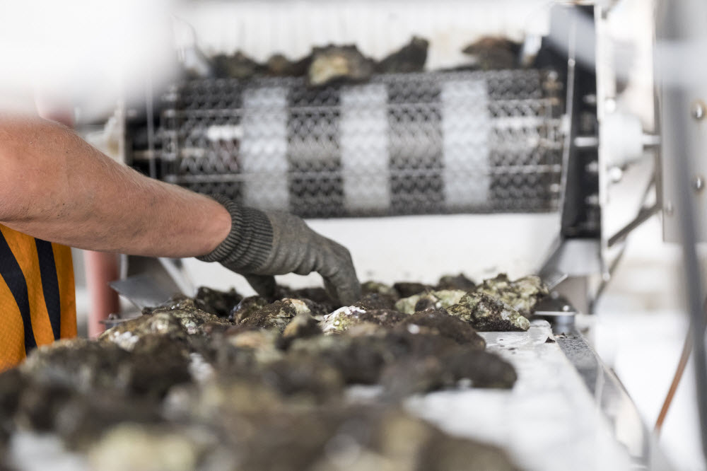 Vision Oyster Grader Machine | SED Graders | Fully Automated